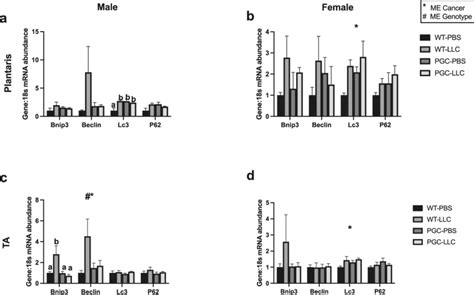 Mrna Content Of Mitophagy Associated Genes In Both Plantaris And Download Scientific Diagram