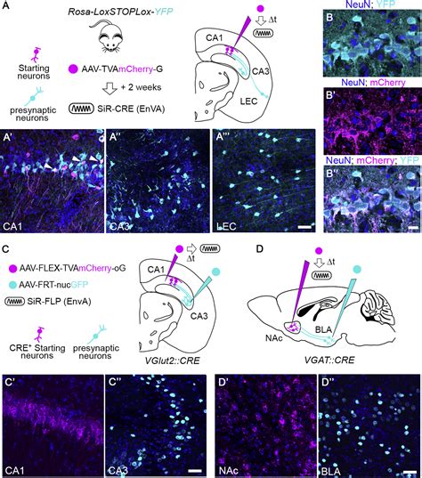 Life Long Genetic And Functional Access To Neural Circuits Using Self Inactivating Rabies Virus