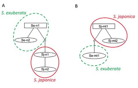 Haplotype Networks Based On Nuclear Genes A Or Mitochondrial Genes