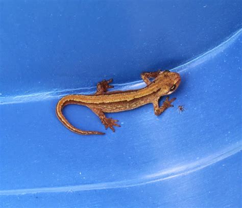 The Hairy Birder Wainscot And Warblers