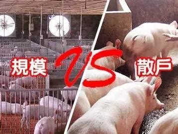 饲料营养才是猪抗病力的物质基础和根本