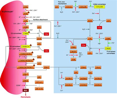 The Alternative Pathway Of The Complement System The Diagram Shows The Download Scientific