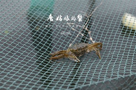 唐姑娘的蟹阳澄湖围网摄影记录微风微风 站酷zcool