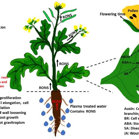 Plausible Events Of Seed Germination Initiated By Plasma Seed Priming