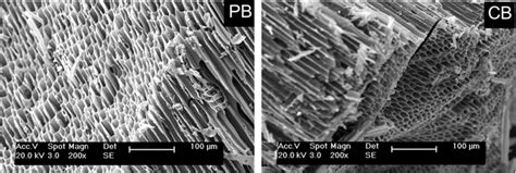 Scanning Electron Micrographs Sems Of Two Biochars Download