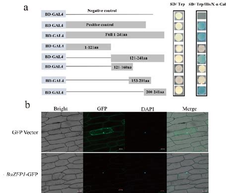 Transactivation Activity And Subcellular Localization Analyses Of