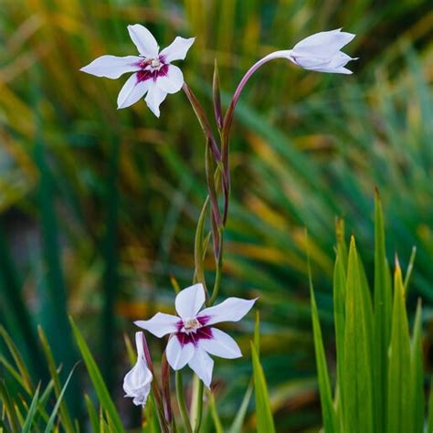Acidanthera Bicolor Peacock Orchid Siteone