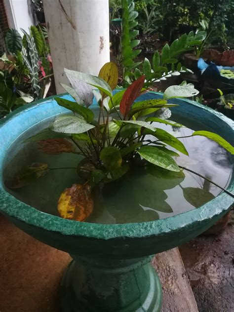 මල් විකිනීම හා පොහොර මල් පෝච්චි සියල්ලම අපෙන්