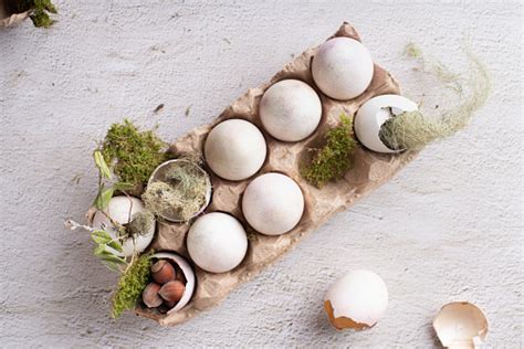 울퉁불퉁 한 패키지에 달걀 껍질의 형태로 흰색 부활절 장식 부화 병아리와 버려진 둥지의 개념은 이끼로 자란 0명에 대한 스톡 사진 및 기타 이미지 Istock