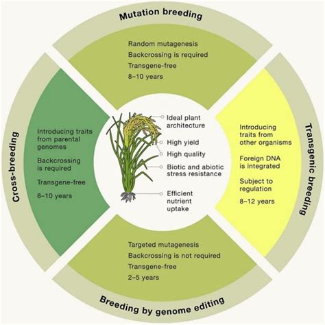 Different Plant Breeding Methods Employed To Produce And Improve Crop Download Scientific