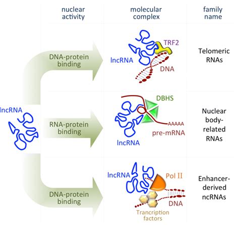 Scheme Representing The Main Mode Of Action Of The Lncrnas Localized In