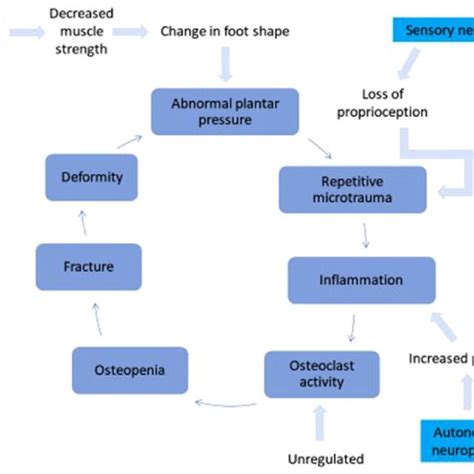 Morphology Of Adult Worm Of Echinococcus Granulosus Source 19 Download Scientific Diagram