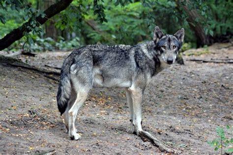 Nemokamos nuotraukos vilkas paieška, atsisiuntimas - mediakatalogas.lt