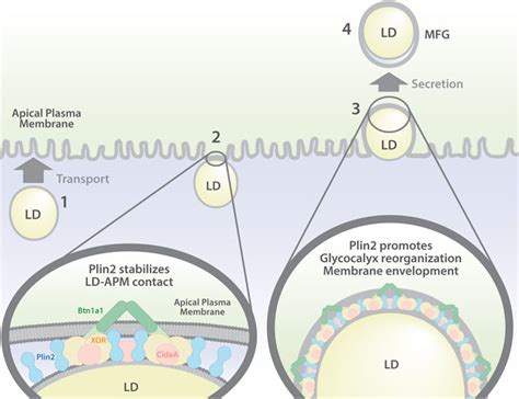 Frontiers Perilipin 2 Promotes Lipid Droplet Plasma Membrane