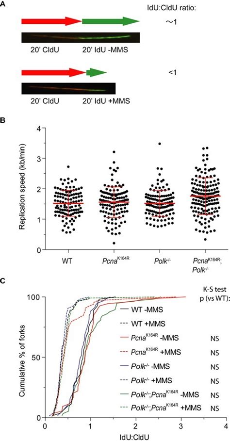 Replication Fork Progression Analysis After Mms Treatme Open I