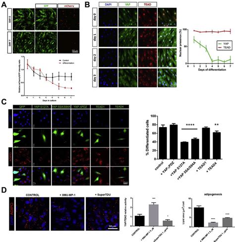 Yap Inhibits Adipogenesis Through Its Co Transcriptional Activity In A