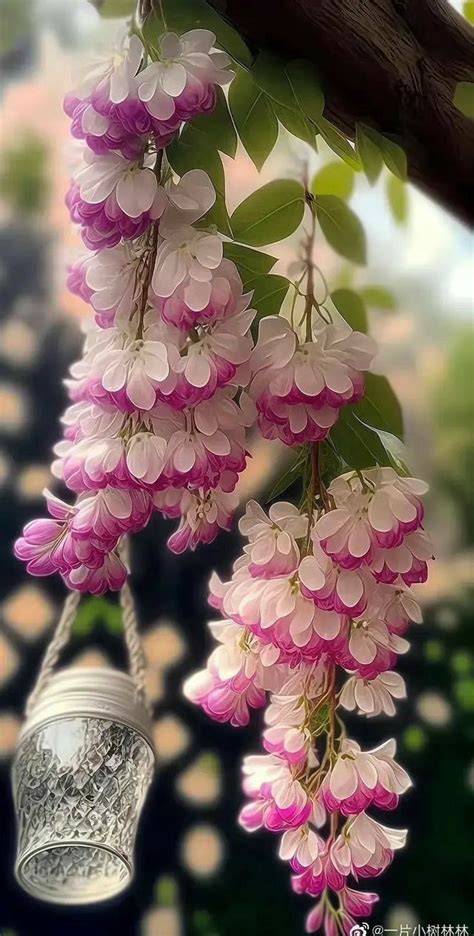 Pin Di Lilli S Collection Su Pins By You Foto Di Fiori Fiori Alberi