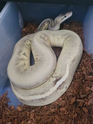 Male And Female Royal Pythons UKPets