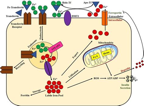 Role Of Iron In β Cell Physiology Download Scientific Diagram