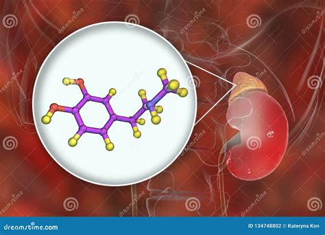 Epinephrine Hormone Produced By Adrenal Gland Stock Illustration