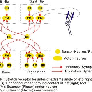 The Circuit Of The Neuromuscular Controller Only The Muscle Pair Of