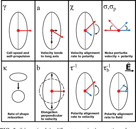 Figure 2 From Self Propelled Deformable Particle Model For Keratocyte Galvanotaxis Semantic