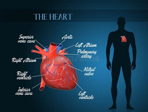 Cardiocirculatory System Diagram Stock Illustration Illustration Of