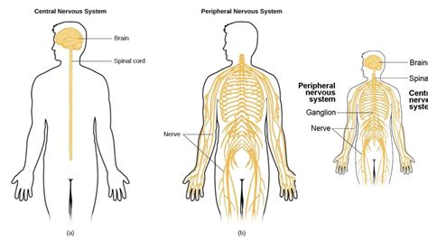 Nervous System Definition Parts Functions Biology Notes Online
