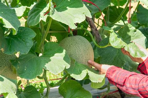 Mano De Mujer Sosteniendo Melón En La Granja De Melones De