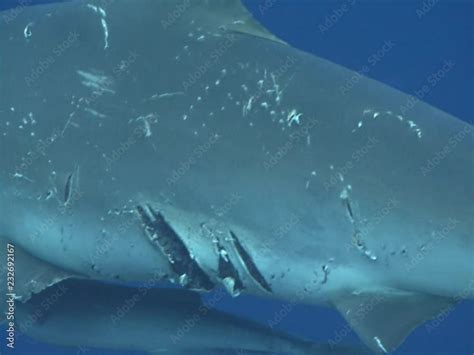Mating Scars On Female Reef Shark Stock Video Adobe Stock