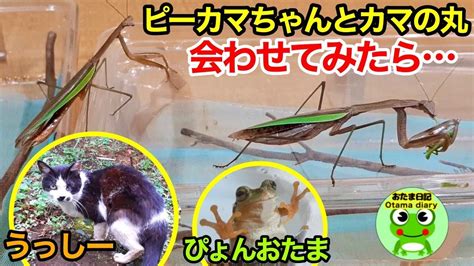 カマキリ日記174 カマキリのお見合い！オスとメスを会わせてみたら・・。（8月25～9月1日）【おたま日記】 Youtube