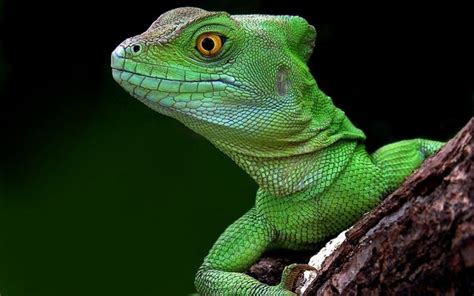 Lizards Macro Green Wildlife Iguana Lizard Reptile Fauna
