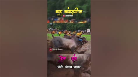 देवा आणि शंभू आपलंकोकण Shortsfeed Bailgadaofficial Bailpremi