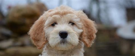 Mini Apricot Labradoodle