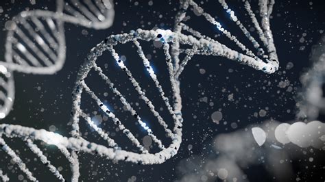 Gli1 Cells Are A Source Of Repair Supportive Mesenchymal Cells Rsmcs