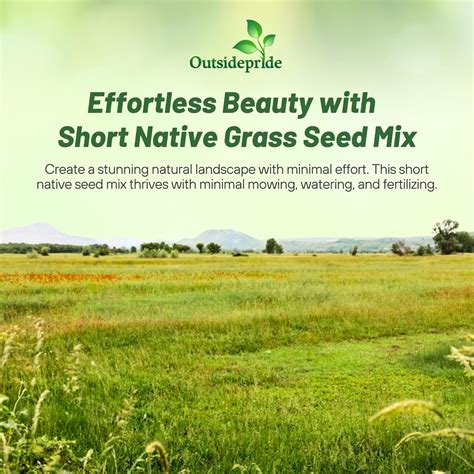 Short Native Grass Seed Mixture For Drought Tolerance And Xeriscaping