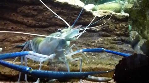 Macrobrachium Rosenbergii Youtube