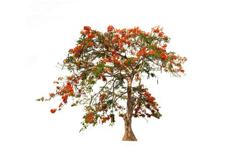 고립 된 에 불꽃 나무 또는 로얄 Poinciana 또는 불꽃 보이언트 상록 잎 식물 디 클리핑 경로와 흰색 배경에 잘라 0명에