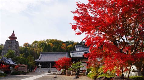 Kyoto Moyou