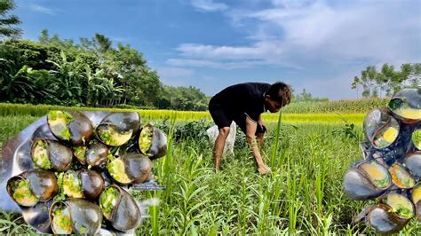 Cooking Alone In The Field With Super Delicious Snails Tvsnvlog Youtube