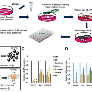 A Patient Specific IPSCs Are A Promising Disease Model For Drug