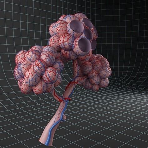 Anatomy Pulmonary Alveolus 3D Model CGTrader