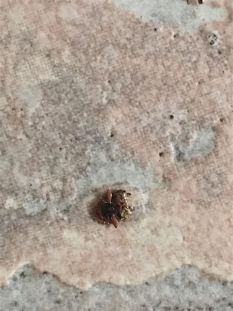 Bed Bug Kinda Smashed R Bedbugs