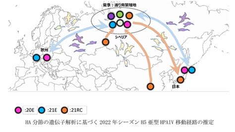 2022年シーズン高病原性鳥インフルエンザ ウイルスの遺伝子を解析 農研機構｜jacom 農業協同組合新聞