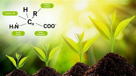 Fonética Cada Semana Visión Que Son Los Aminoacidos En Las Plantas Sin