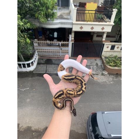 Jual Ball Python Pied Shopee Indonesia