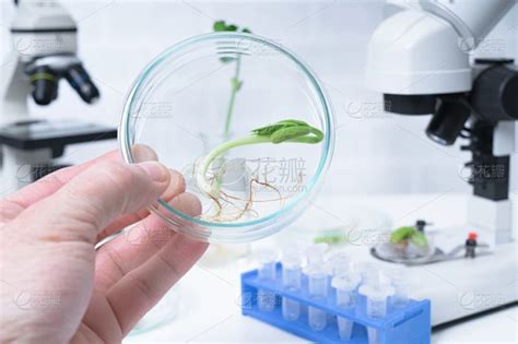 实验室 环境 新的 植物育种 生物学 农业 微生物学 生物化学 转基因 科学实验图片 绿树图片素材 花瓣网