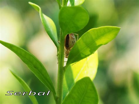 Oxyopes Lineatus Araña Lince Naturaleza Para Todos