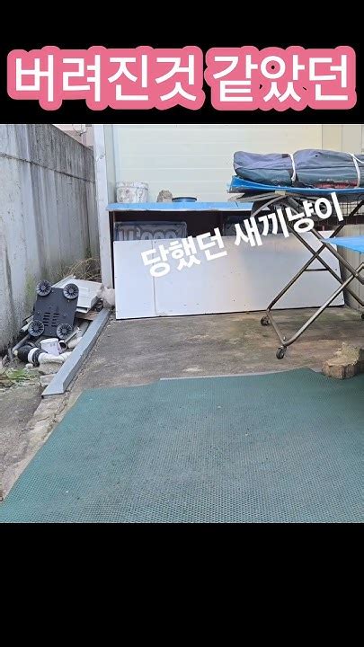 큰고양이들의 눈을 피해서 길고양이 겨울 새끼고양이 Cat Youtube