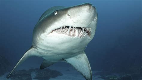 502 Of The Most Dangerous Sharks Caught In Smart Drumlines Nt News